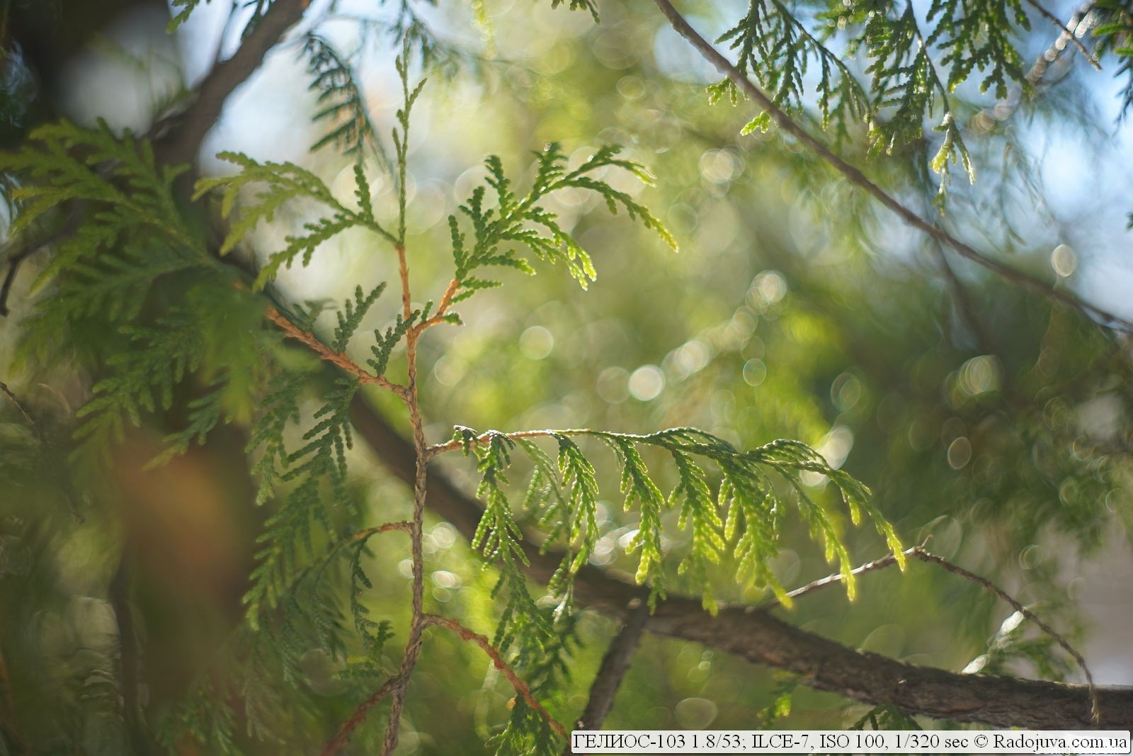 苏联镜头：HELIOS-103 1.8 / 53 评测资料及样片，带 Contax-Kiev RF 转接环。 – 毒镜头